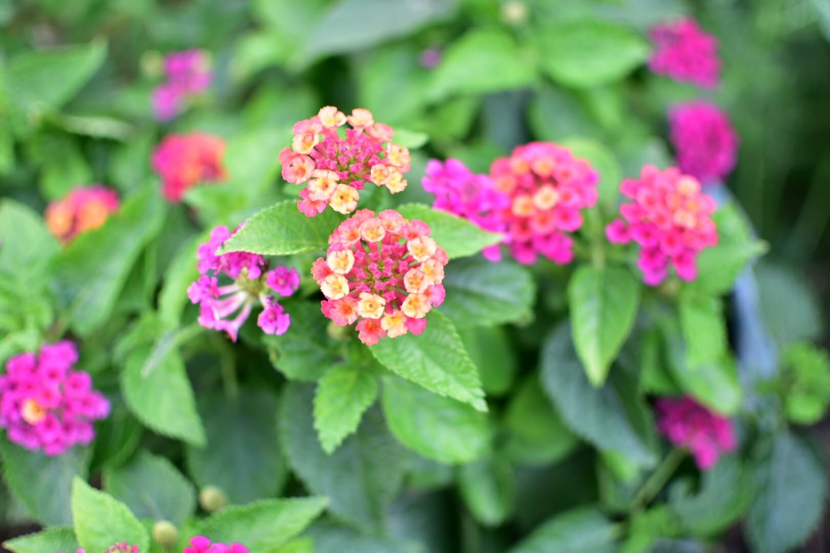 Beautiful Plants That Require Little Effort | bestofrebeccaphillips ...